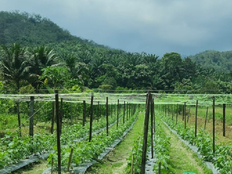 Karak – 11 acres Vegetable Farm with River (with Reserved Road) 加叻，彭亨州 ...