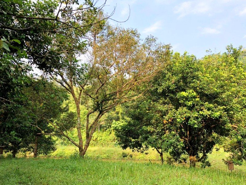Hulu Selangor – 11 acres Durian Orchard plus other Fruit Trees and ...