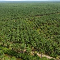 Batu Lekir, Perak – 209 acres Freehold Oil Palm Estate with River and ...